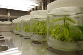 Could Tissue Culture Meet Avocado Plant Demand?
