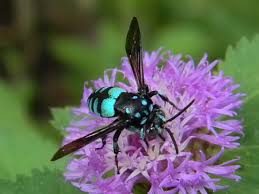 Australian Native Bee Association created