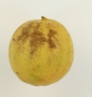 Predicting chilling injury before fruit leaves the shed