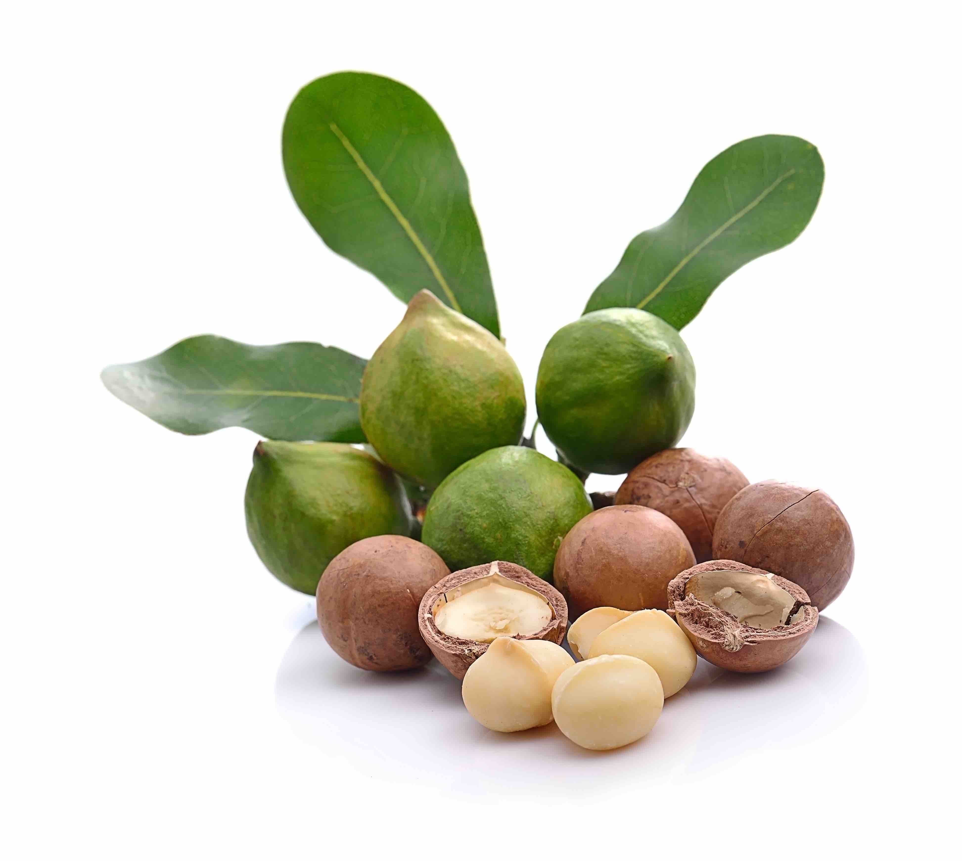 Marquis Macadamias welcomes Bundaberg expansion