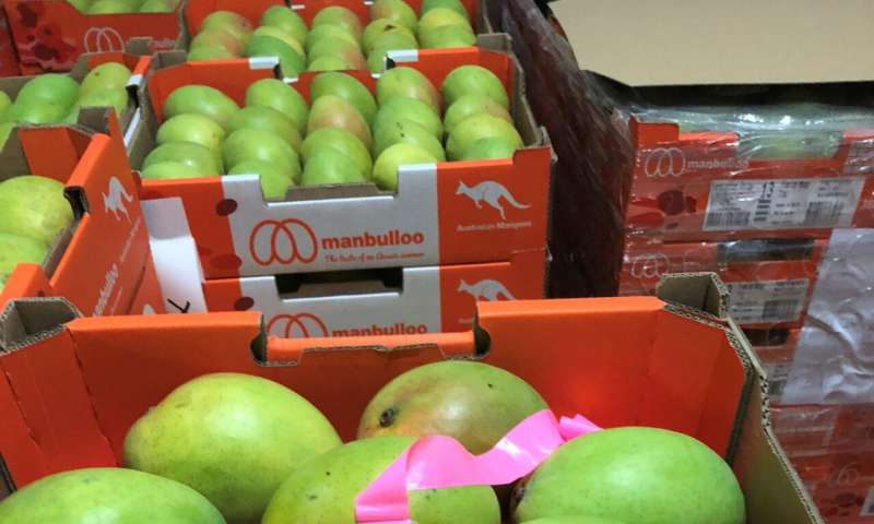 Blockchain tech key to cost savings for Manbulloo mangoes